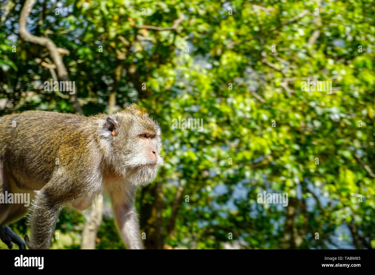 Adult macaque hi-res stock photography and images - Alamy