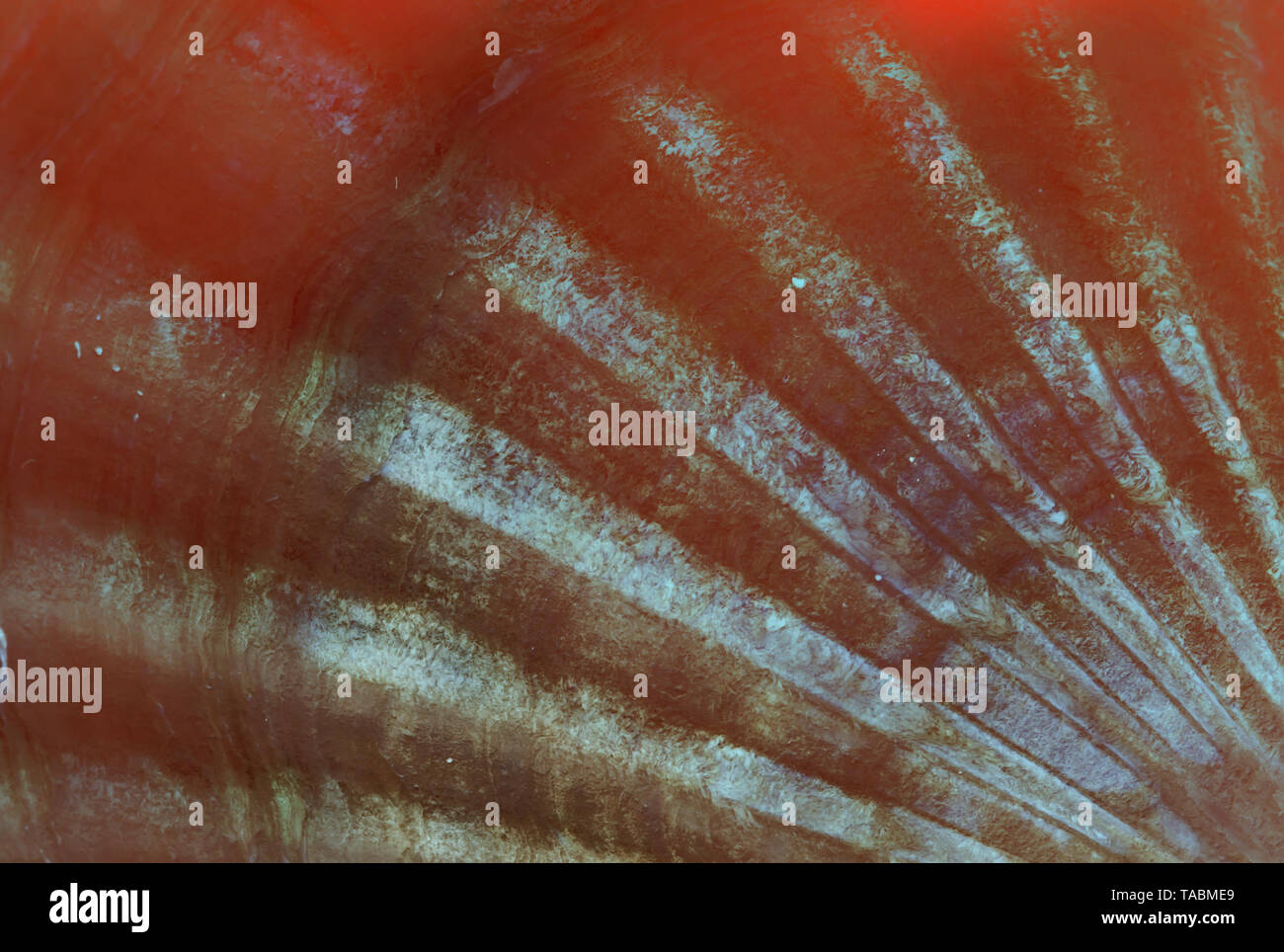 Background of seashell close-up macro in blue, pink and living coral ...