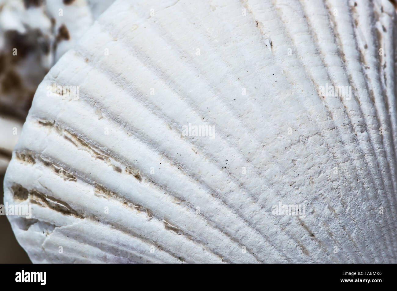 Seashell Texture High Resolution Stock Photography and Images - Alamy