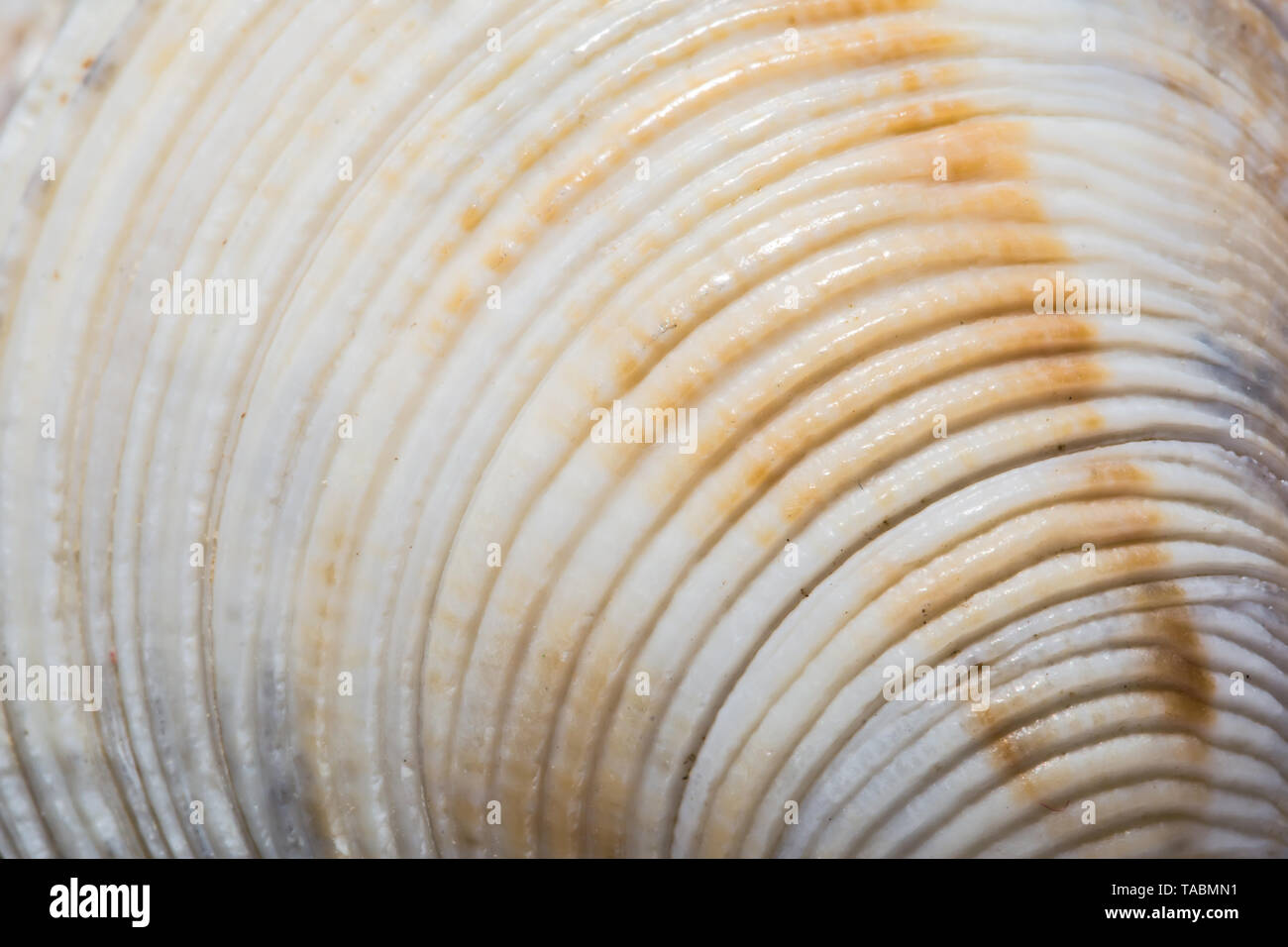 Seashell texture hi-res stock photography and images - Alamy