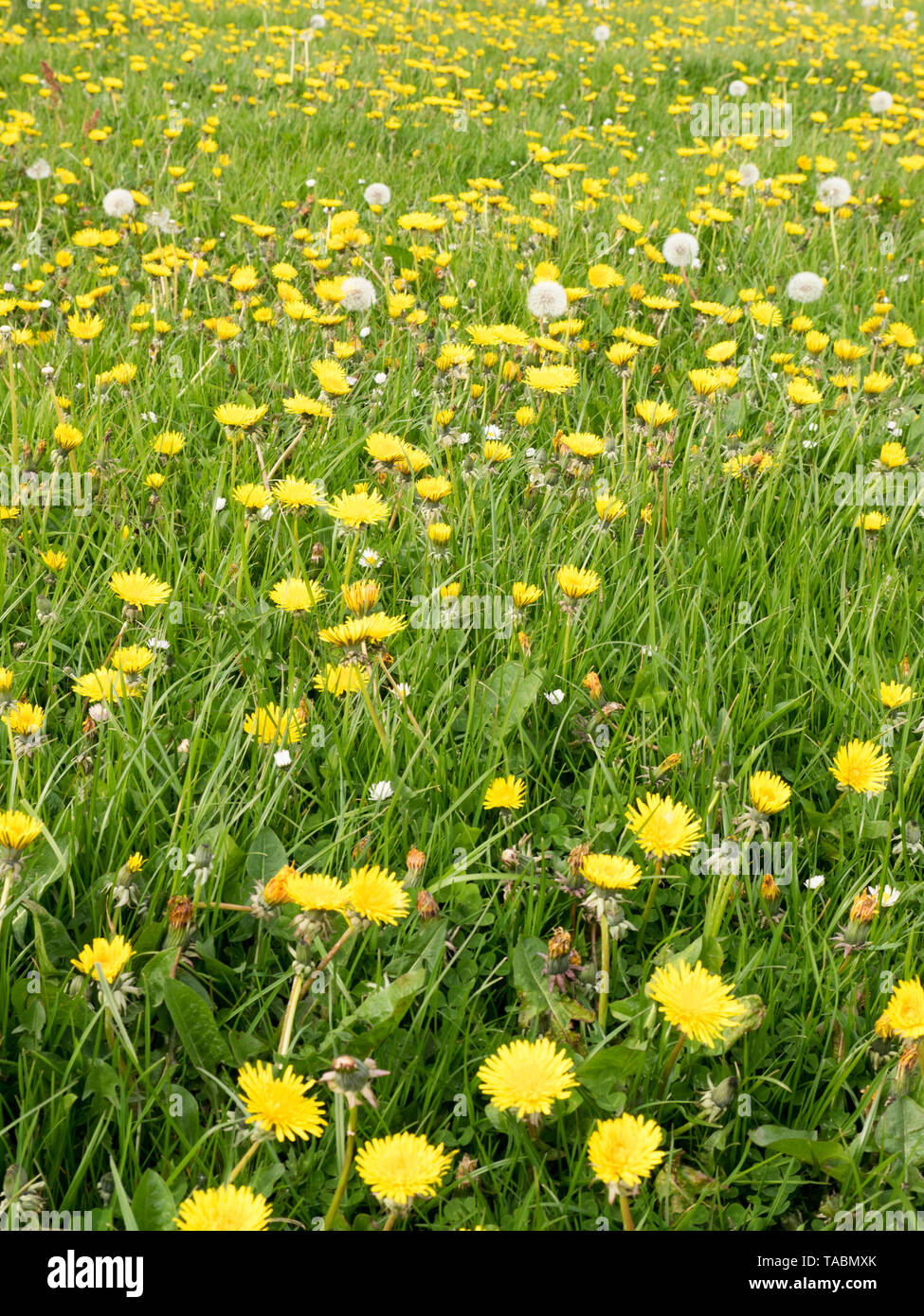 Field full of dandelions, UK Stock Photo - Alamy