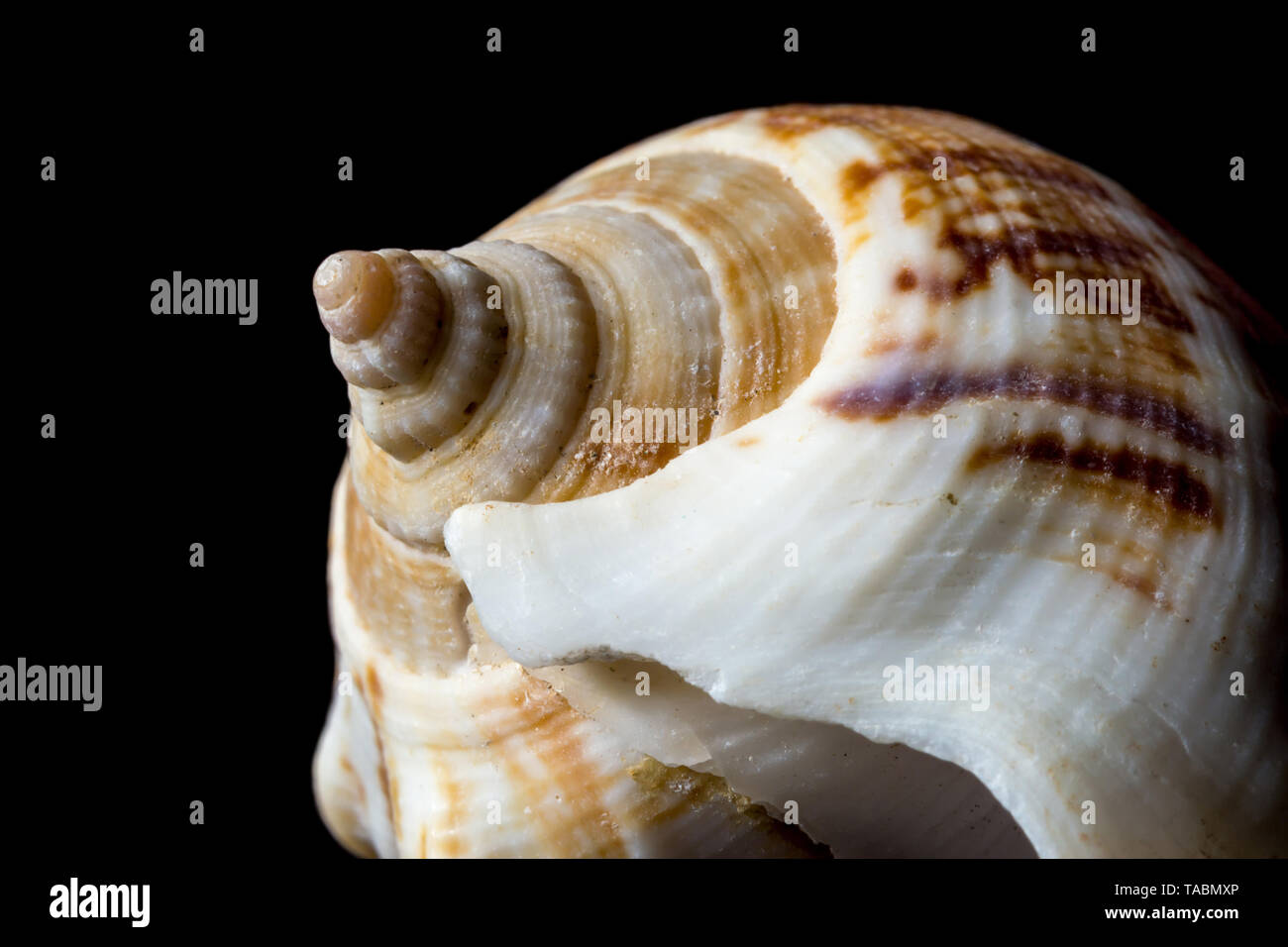 Background of spiral seashell close-up macro isolated on black. Mollusk ...