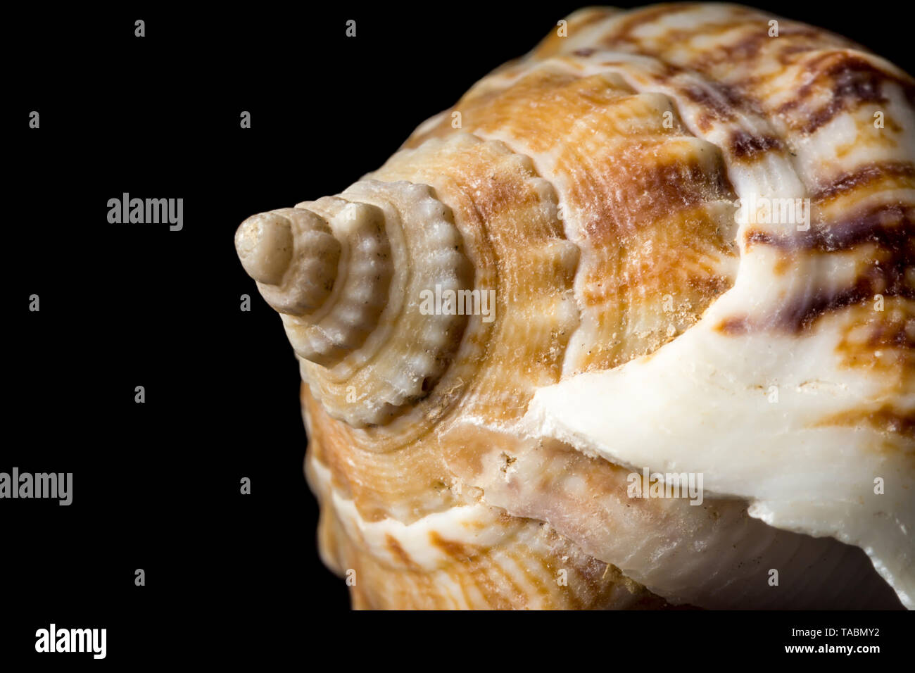 Background of spiral seashell close-up macro isolated on black. Mollusk ...