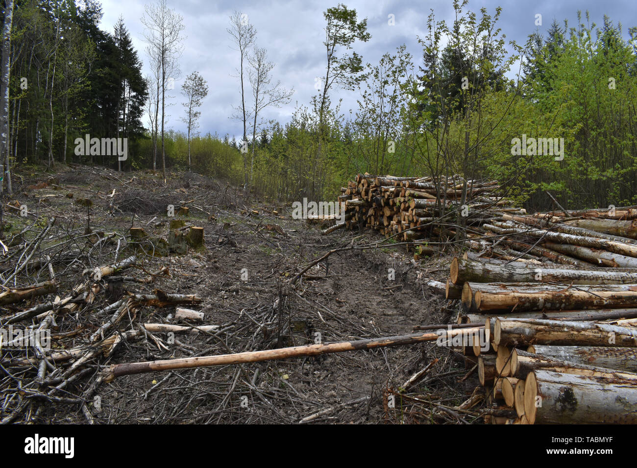 Beechenhurst forest forestry england hi-res stock photography and ...