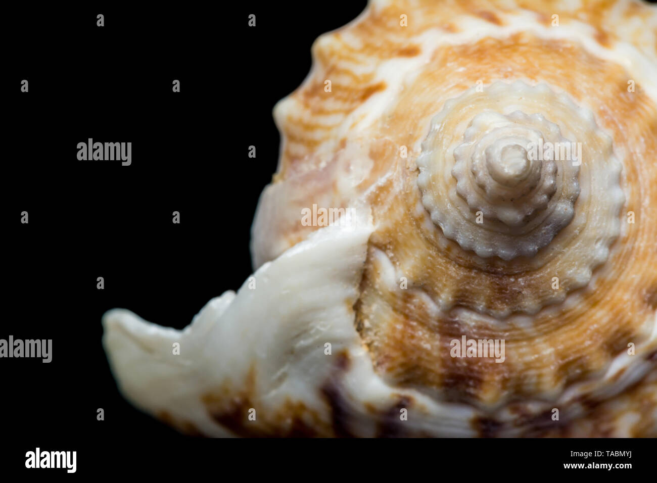 Background of spiral seashell close-up macro isolated on black. Mollusk ...