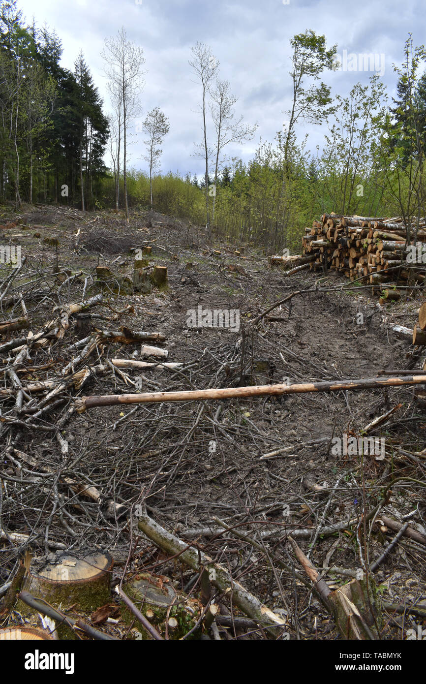 Beechenhurst Inclosure, Forest of Dean, Gloucestershire Stock Photo - Alamy