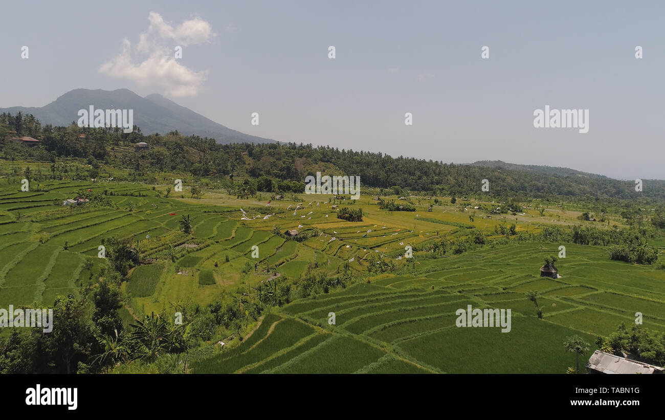 rice fields, agricultural land in countryside. aerial view farmland ...