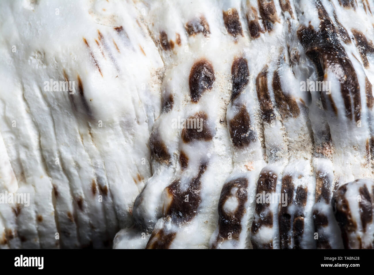 Background of white seashell close-up macro. Mollusk seashell texture ...