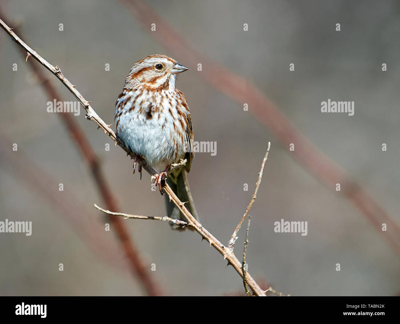 Song Sparrow (Melospiza melodia) perched in a bush, Annapolis Royal ...