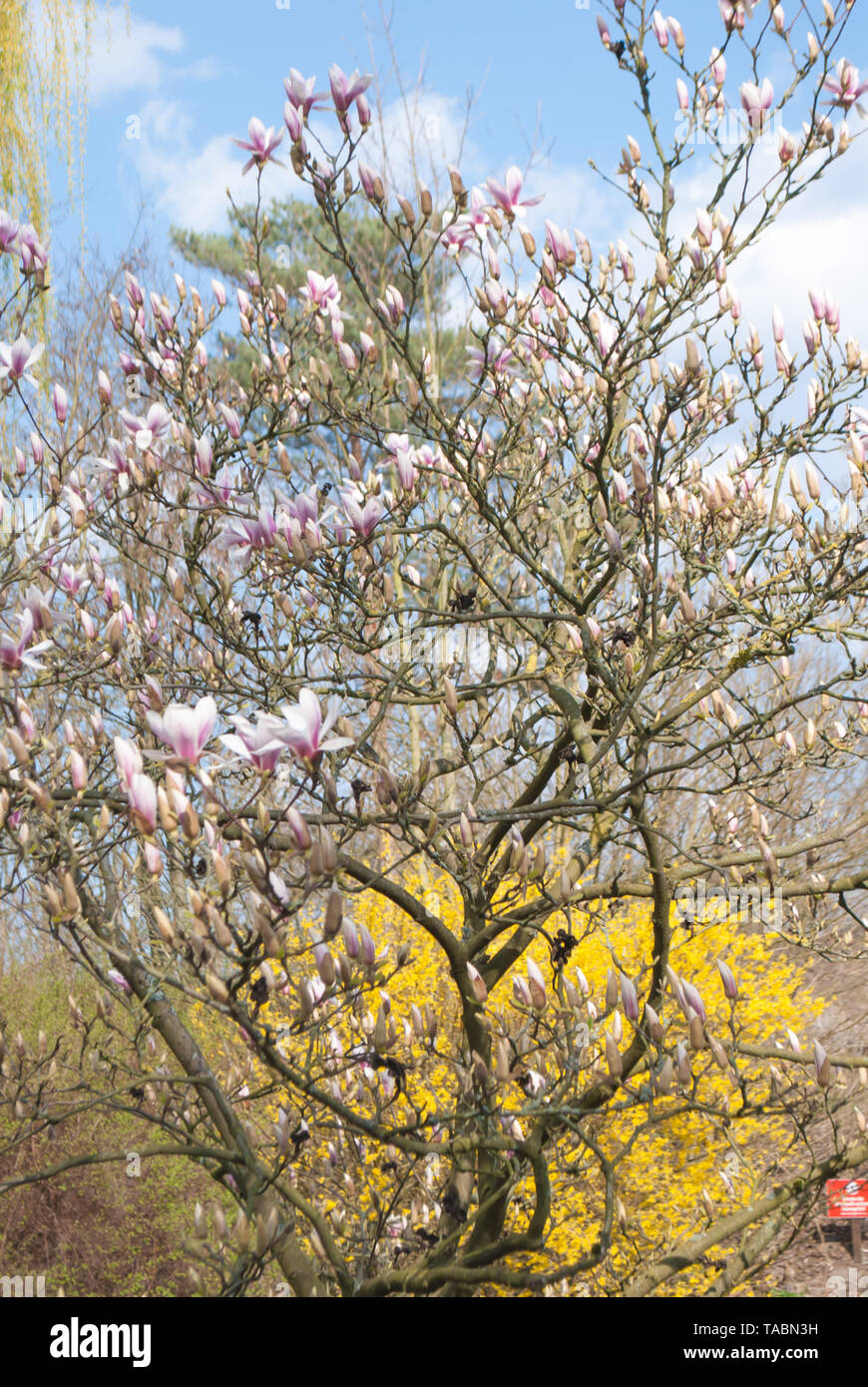 Magnolia tree in bloom and many beautiful flowers with blue color of ...