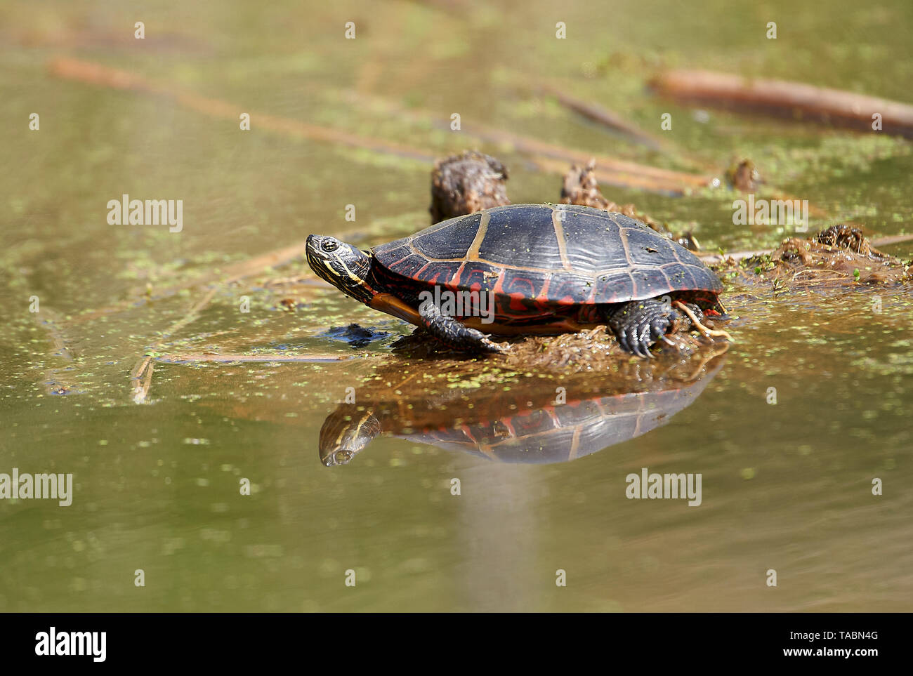 Painted turtle (Chrysemys picta) along edge of wetland, French Basin ...