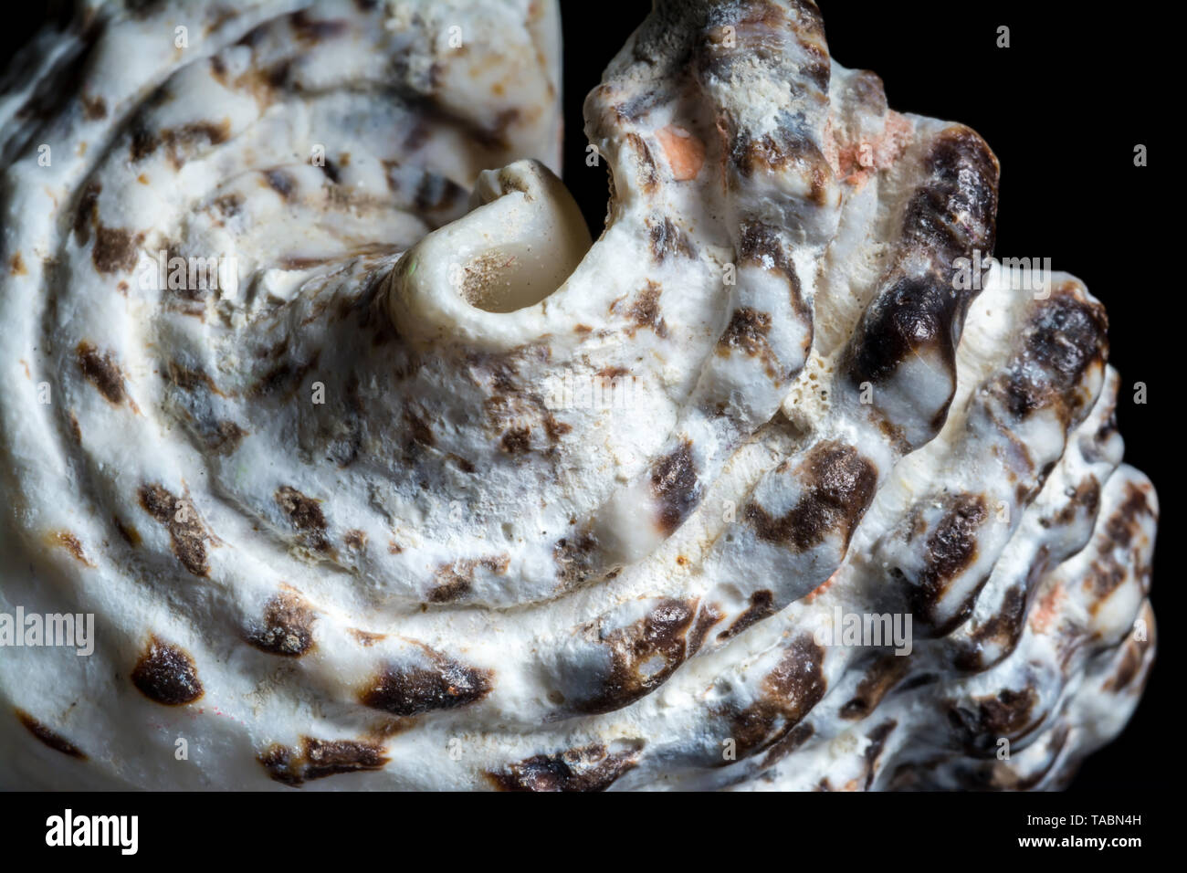 Background of white spiral seashell close-up macro isolated on black ...