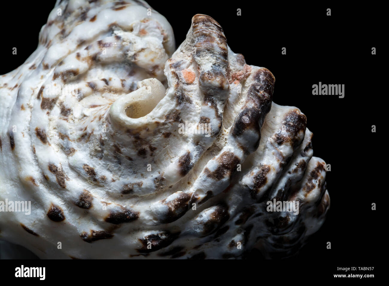 Background of white spiral seashell close-up macro isolated on black ...