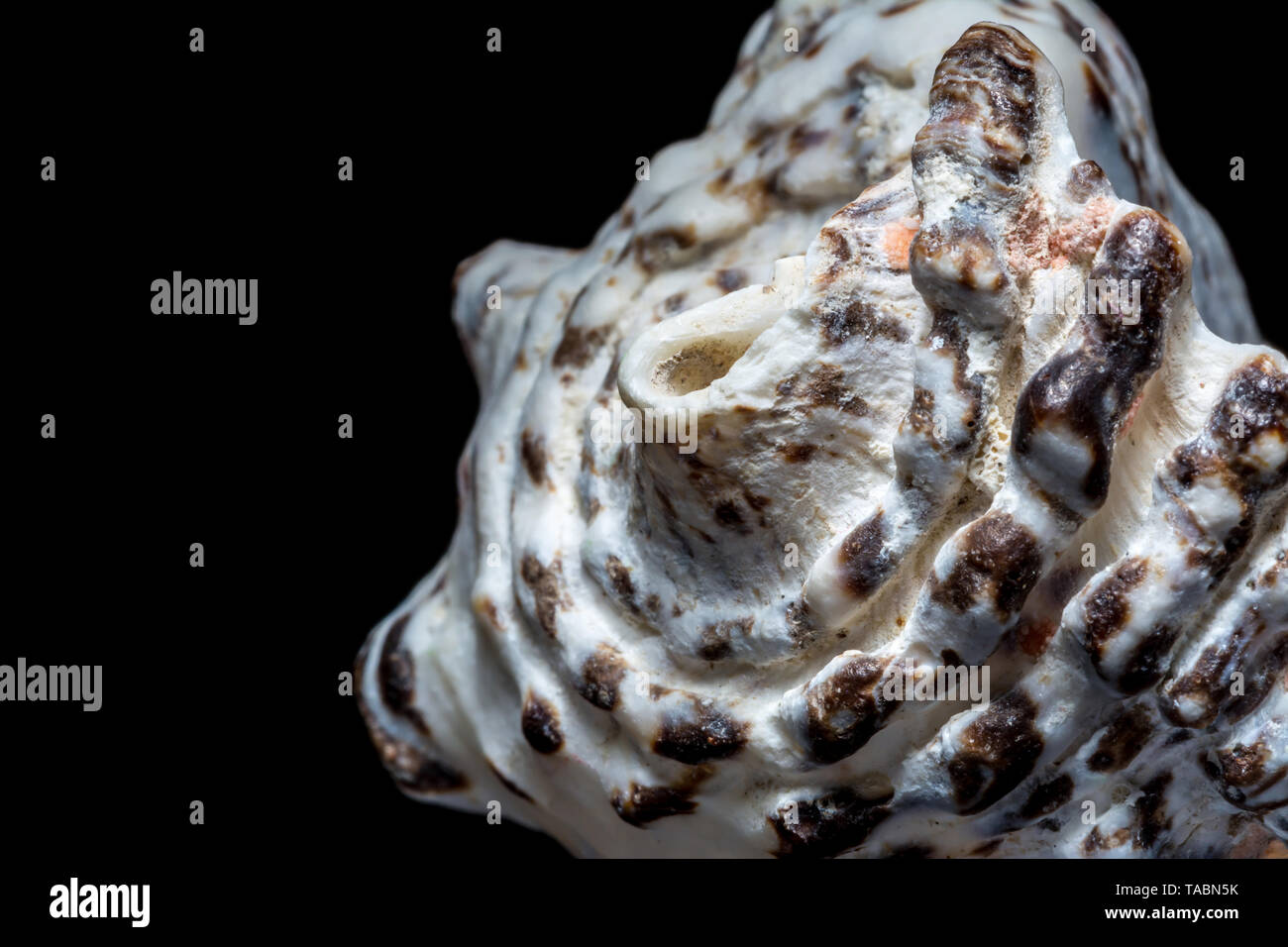 Background of white spiral seashell close-up macro isolated on black ...