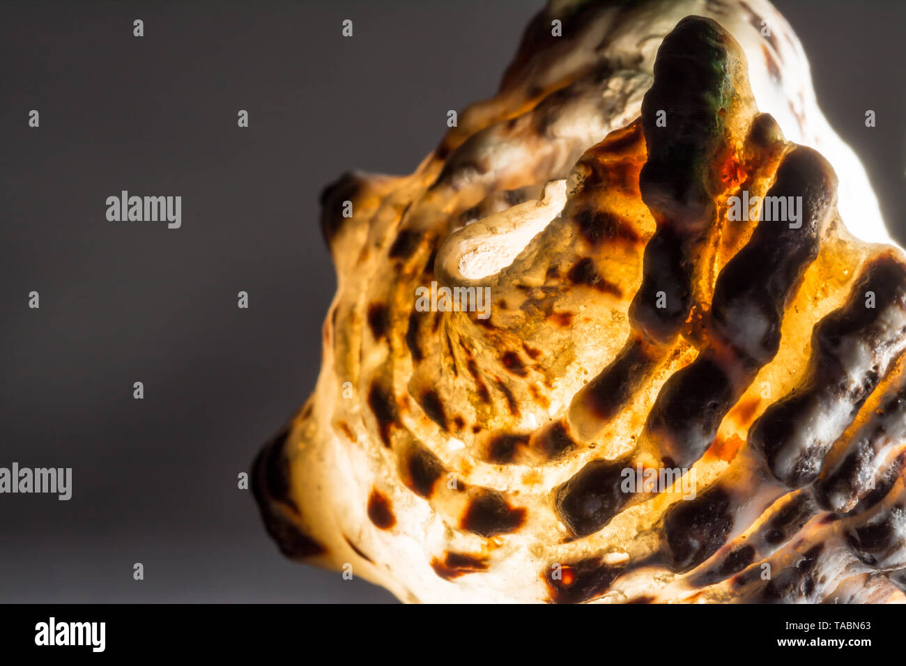 Spiral seashell close-up macro, highlighted inside. Mollusk seashell ...