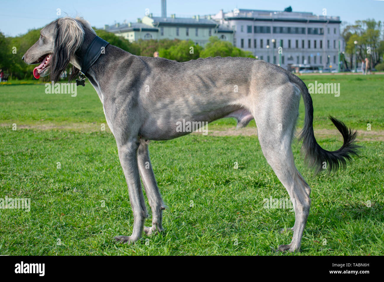 Asian greyhound hi-res stock photography and images - Alamy