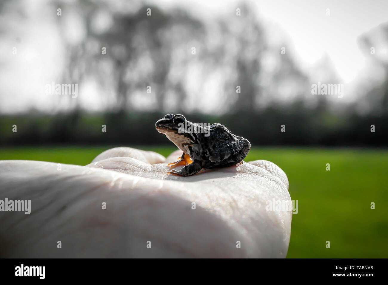 A ground frog on a palm Stock Photo - Alamy
