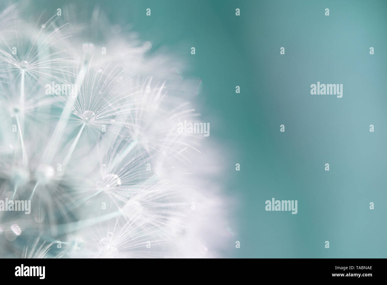 Dandelion macro soft hi-res stock photography and images - Alamy