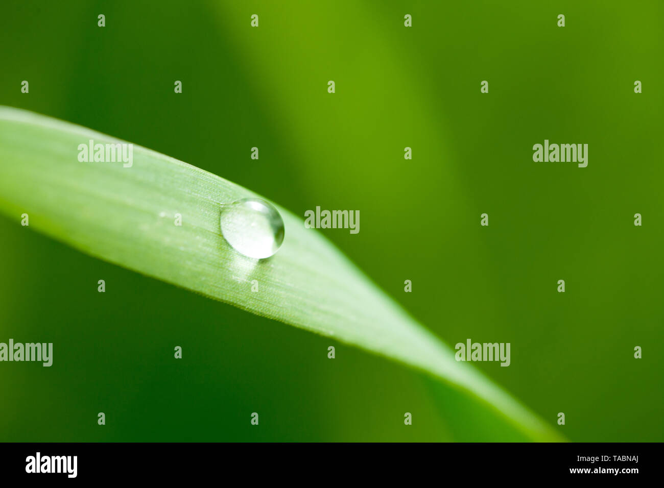 Raindrop grass High Resolution Stock Photography and Images - Alamy