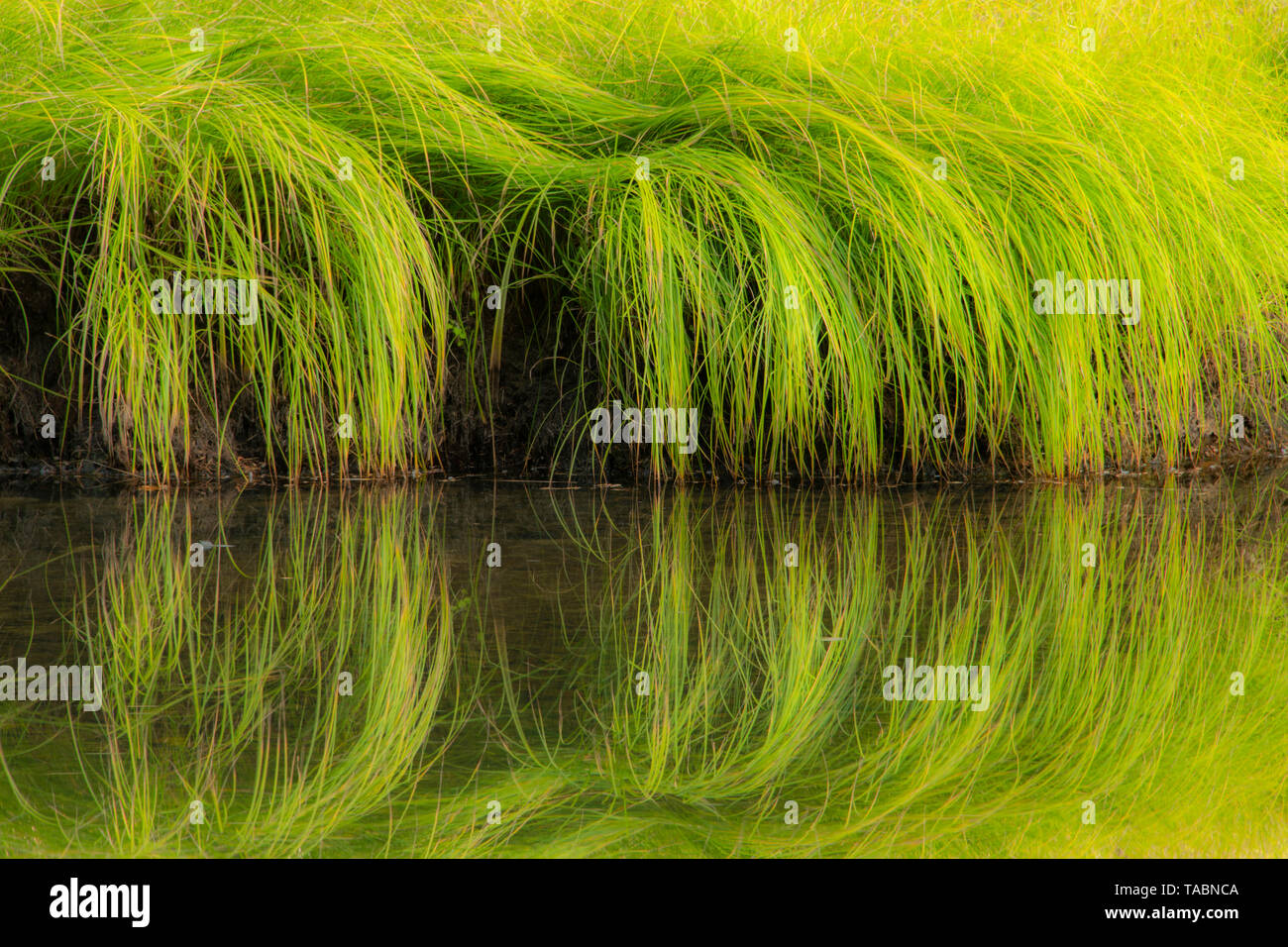 Grassy river bank hi-res stock photography and images - Alamy