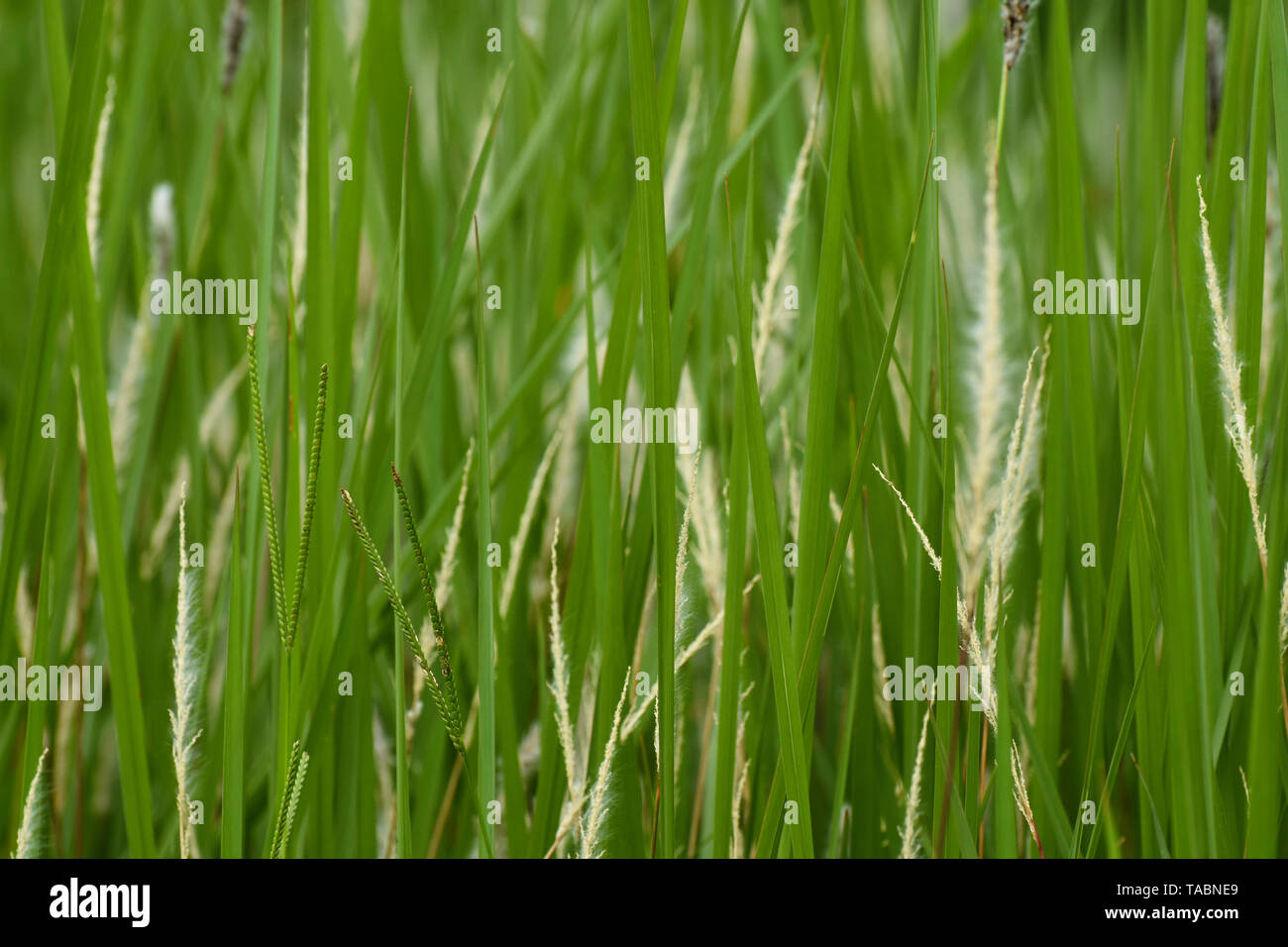 Long green grass blades hi-res stock photography and images - Alamy