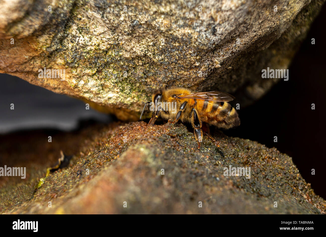 Wet honey bee hi-res stock photography and images - Alamy