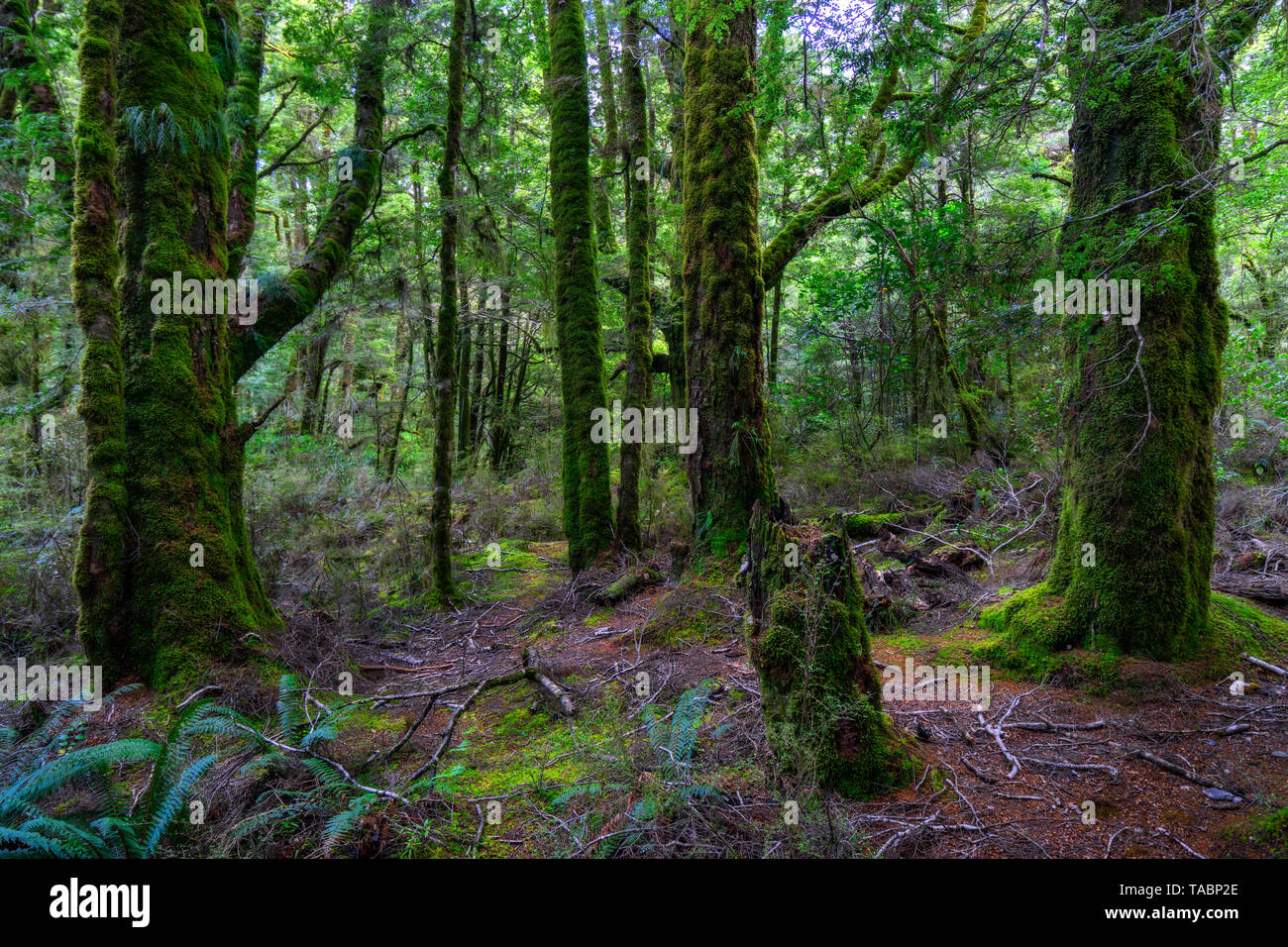 Cool Temperate Rainforest High Resolution Stock Photography and Images ...