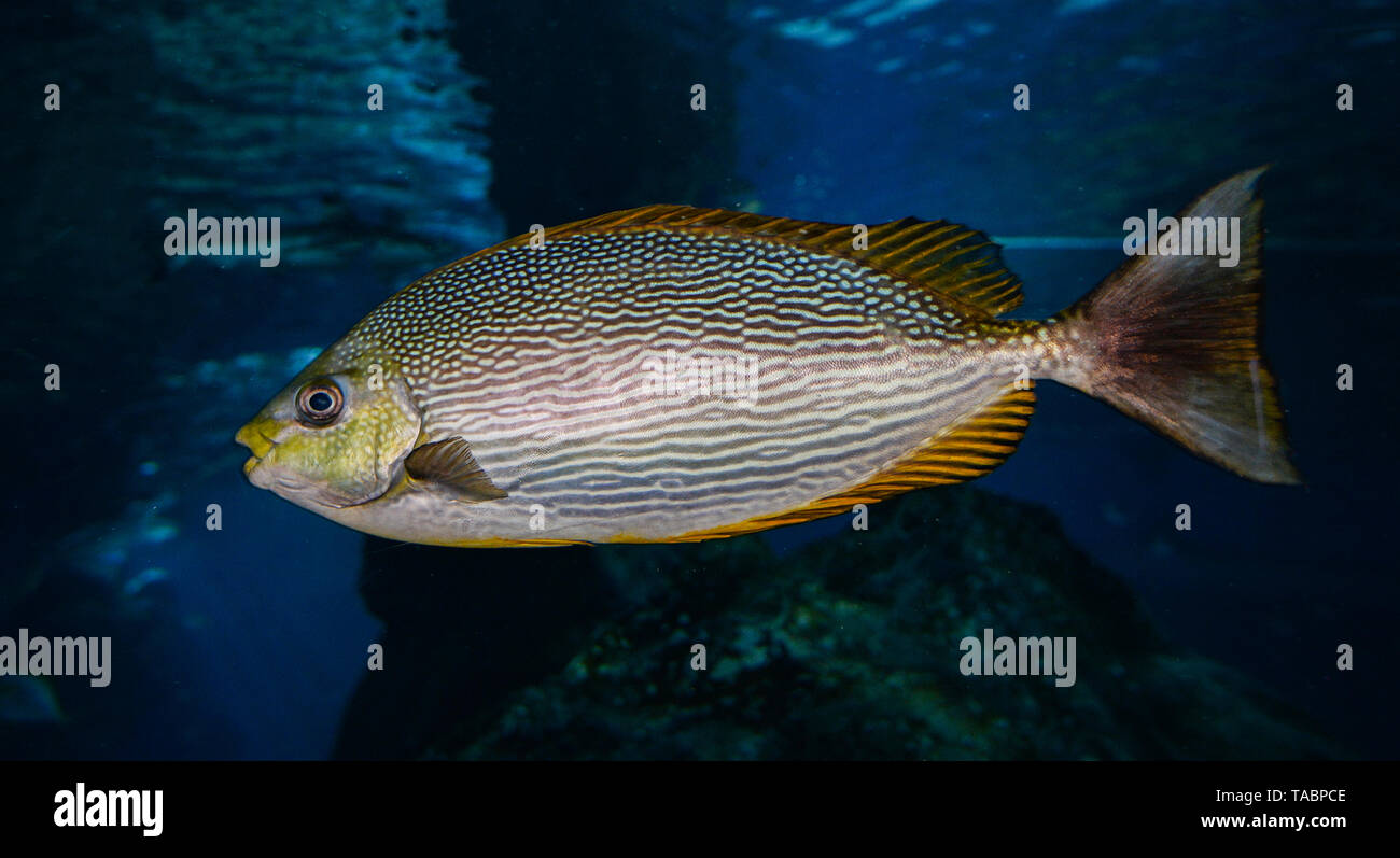beautiful fish ocean swimming marine life underwater sea Stock Photo ...