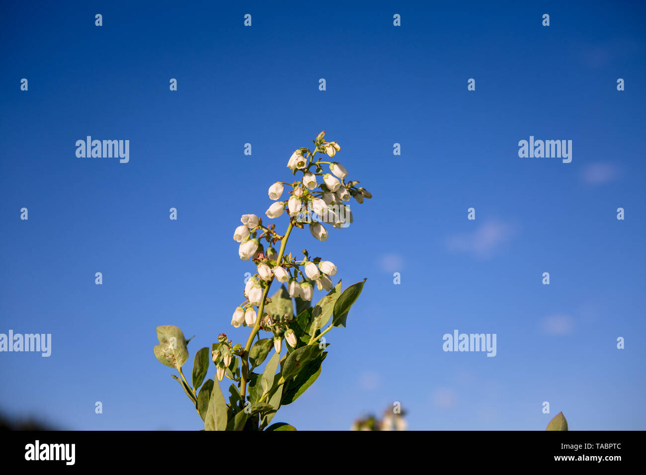 Field of blueberries, bushes with future berries against the blue sky ...