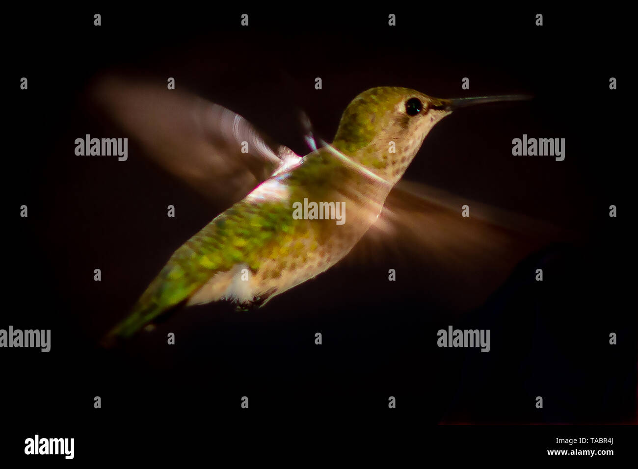 Sword billed hummingbird hi-res stock photography and images - Alamy