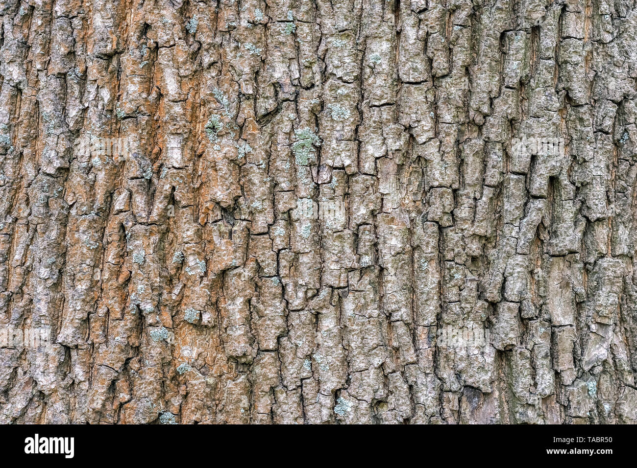 Image of gray-brown maple bark in a city park, for use as an abstract ...