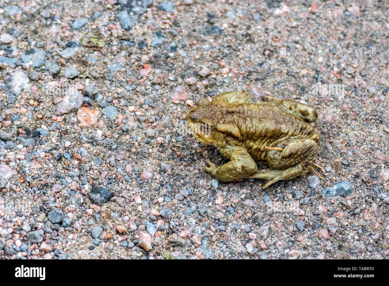 Pebble toad hi-res stock photography and images - Alamy