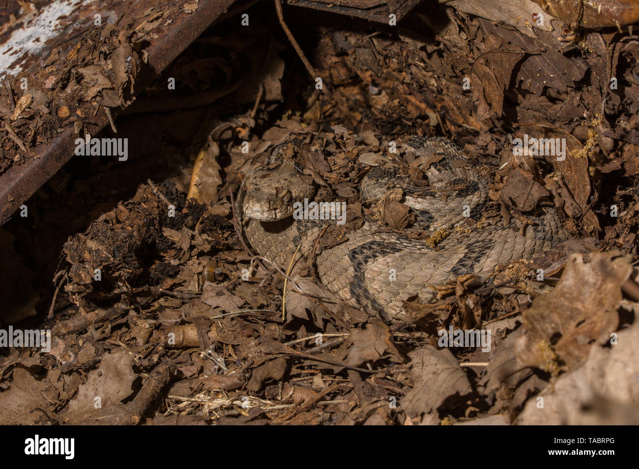Timber Rattlesnake (Crotalus horridus) from Chatauqua County, Kansas ...