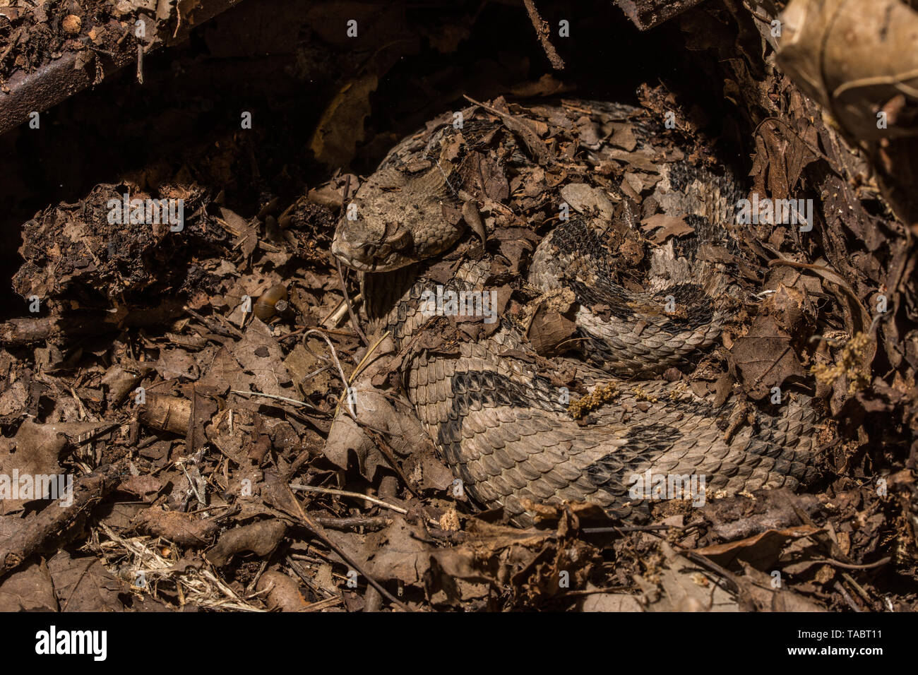 Timber Rattlesnake (Crotalus horridus) from Chatauqua County, Kansas ...