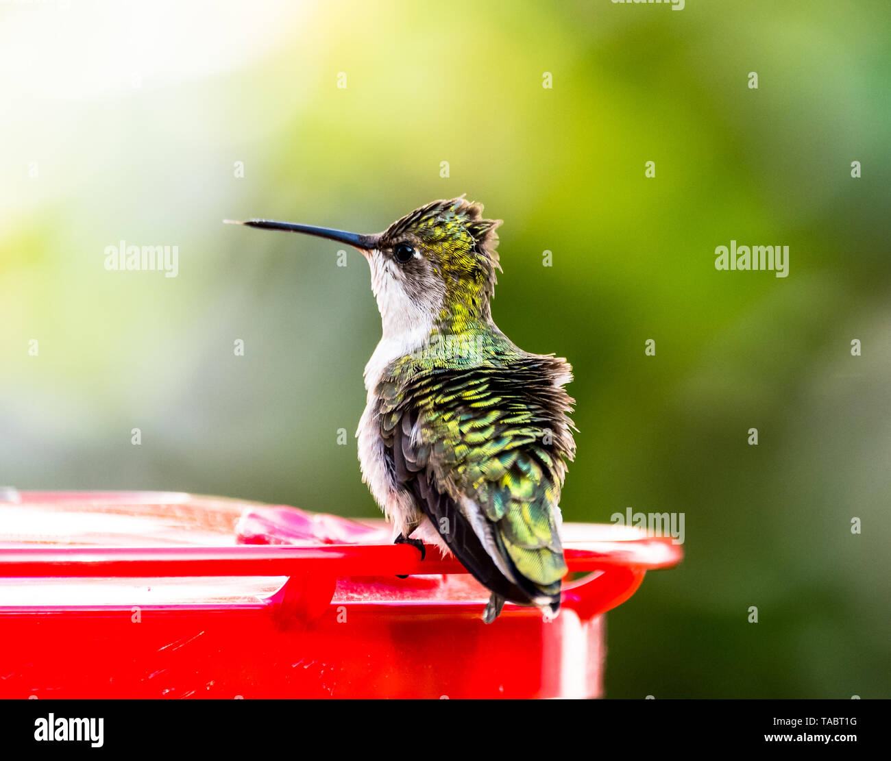Female hummingbird standing on a feeder with her back to the camera ...