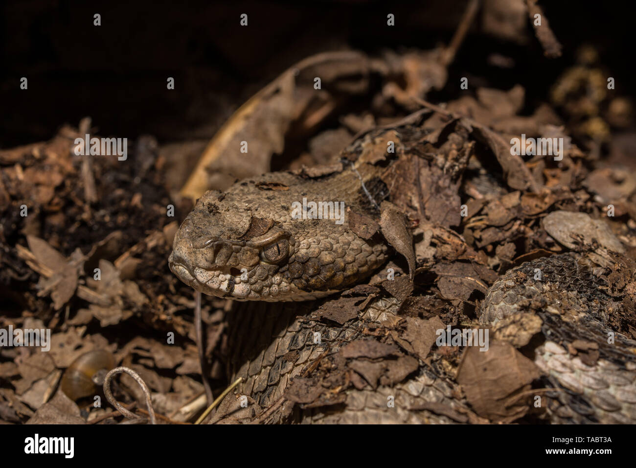 Timber Rattlesnake (Crotalus horridus) from Chatauqua County, Kansas ...