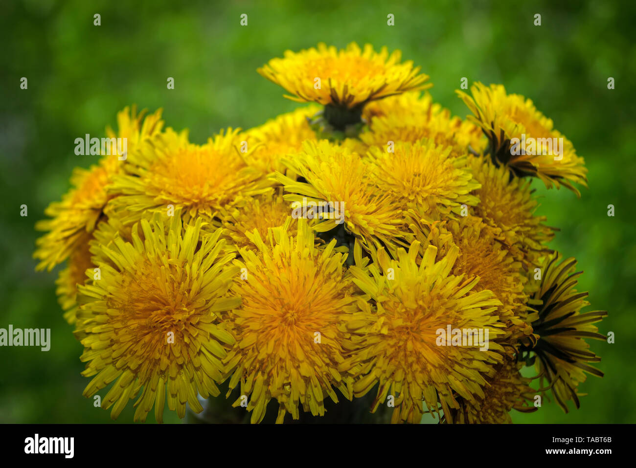 Bouquet of dandelions on a background of green grass. Spring background ...
