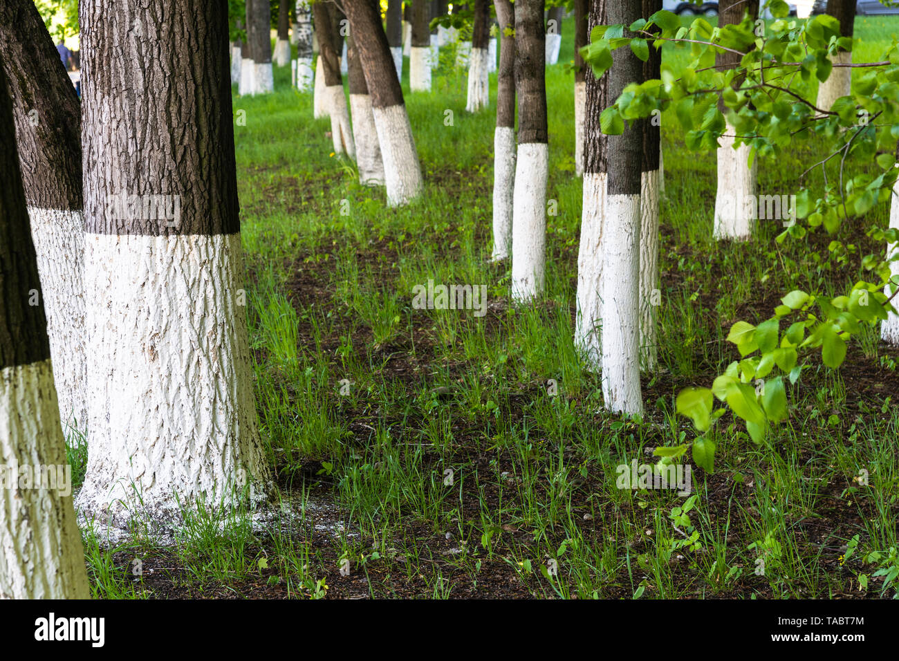 Tree trunks treated with an insect lime Stock Photo - Alamy