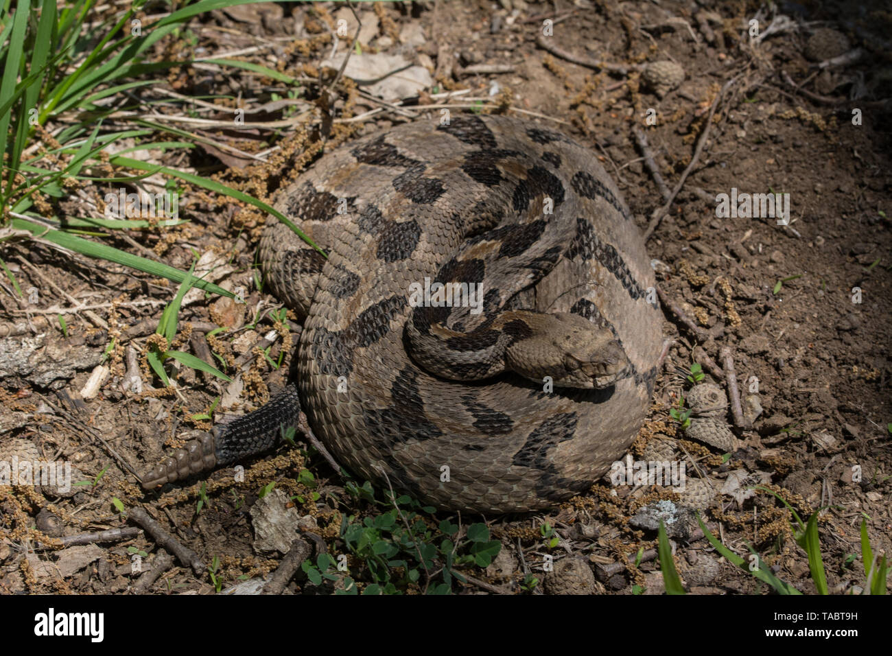 Timber Rattlesnake (Crotalus horridus) from Chatauqua County, Kansas ...