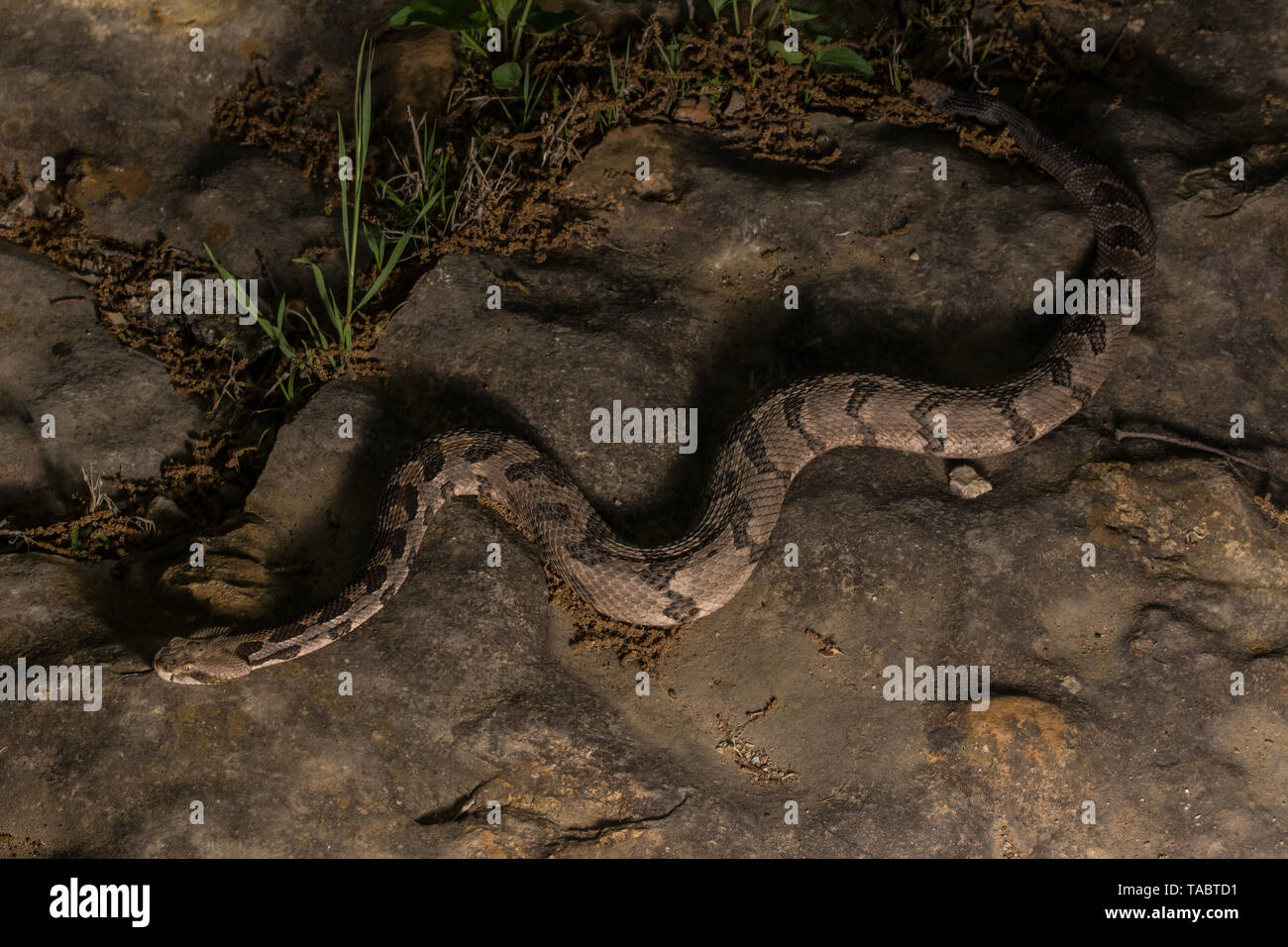 Timber Rattlesnake (Crotalus horridus) from Chatauqua County, Kansas ...