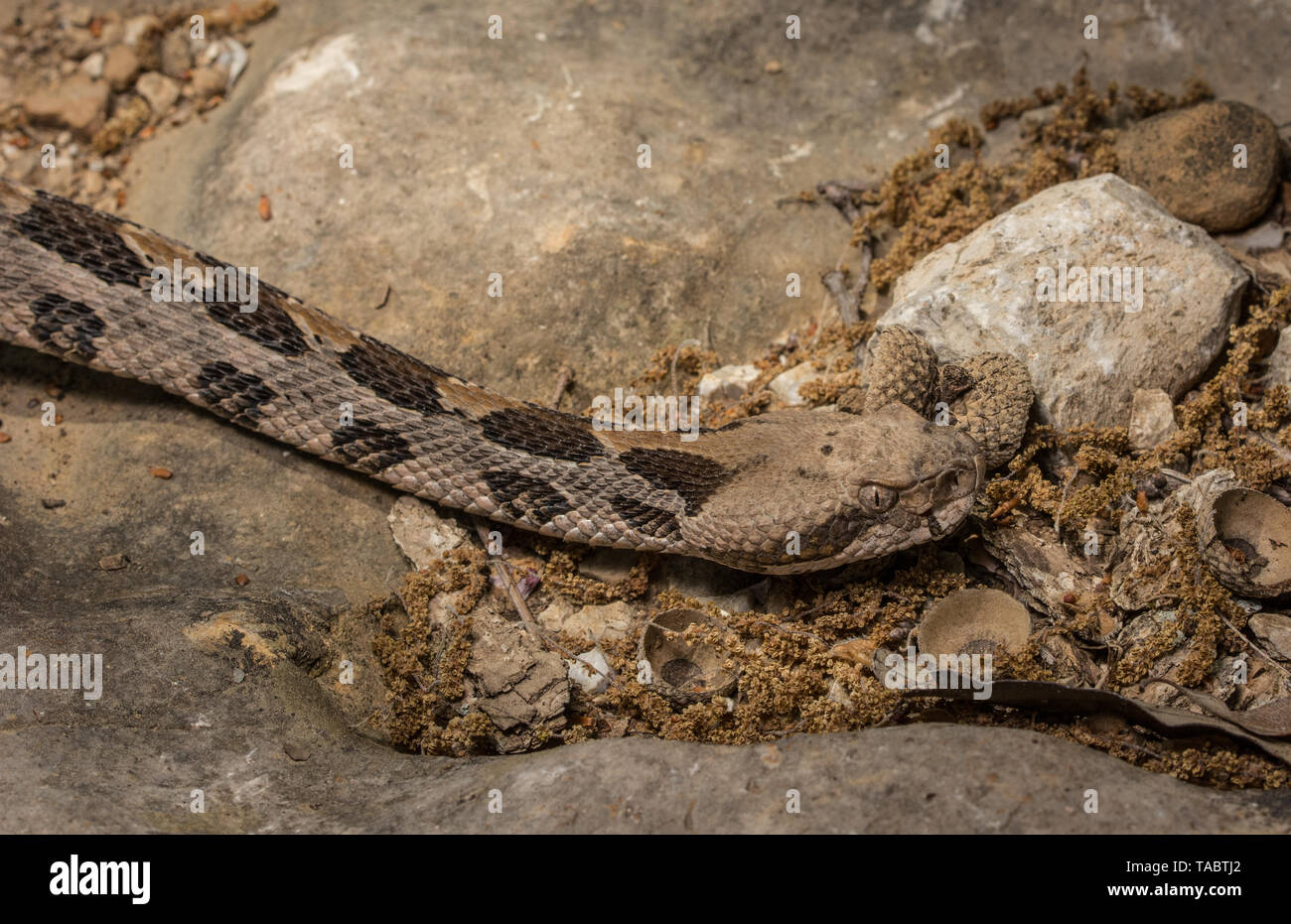 Timber Rattlesnake Crotalus Horridus High Resolution Stock Photography ...
