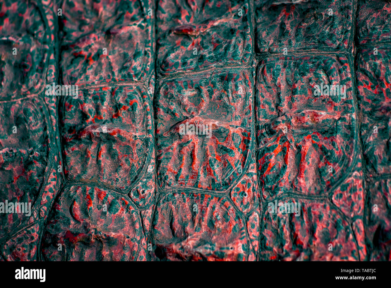 Closed up of crocodile's skin in black and red colour. It is a shell ...