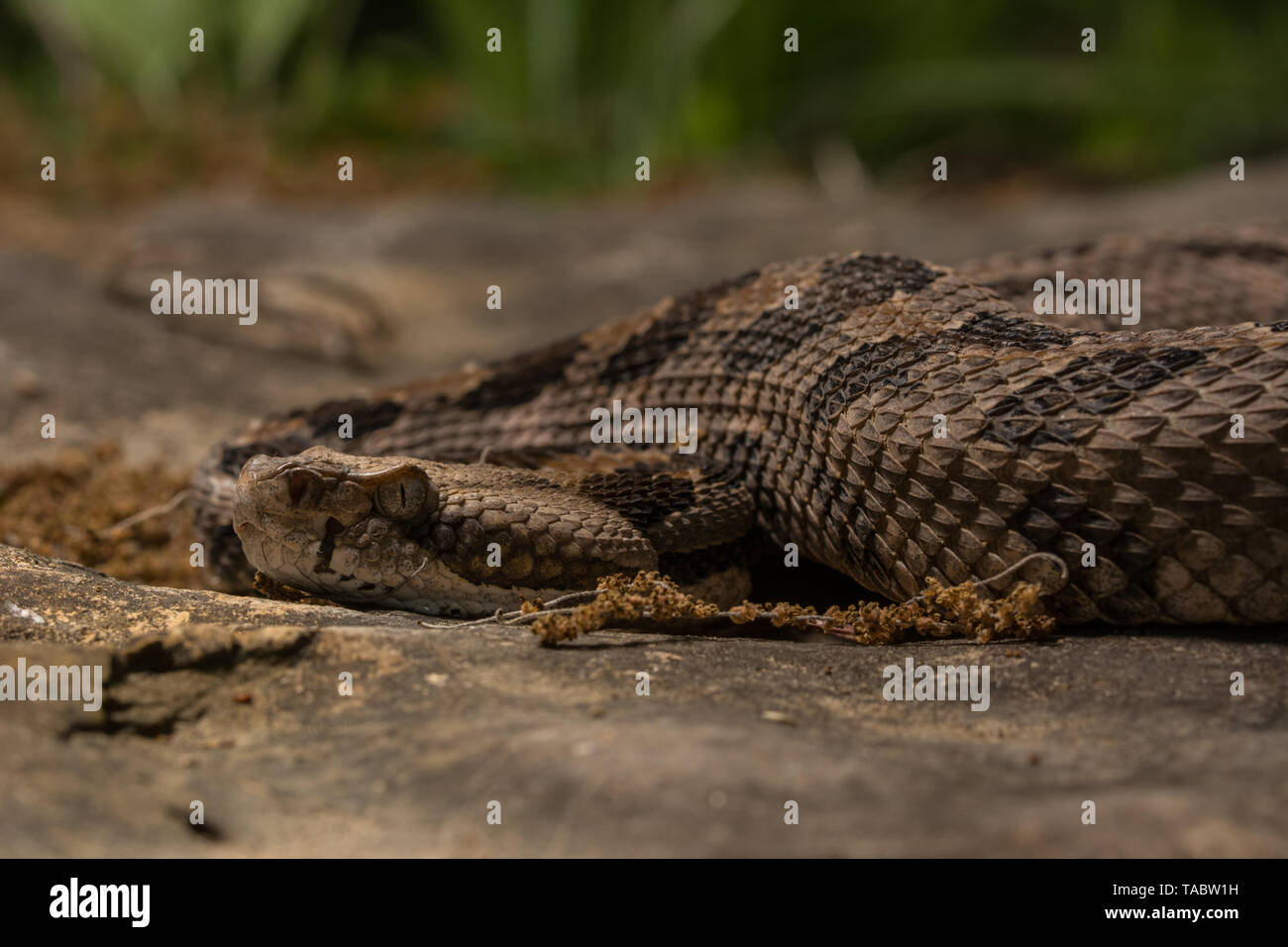 Timber Rattlesnake (Crotalus horridus) from Chatauqua County, Kansas ...