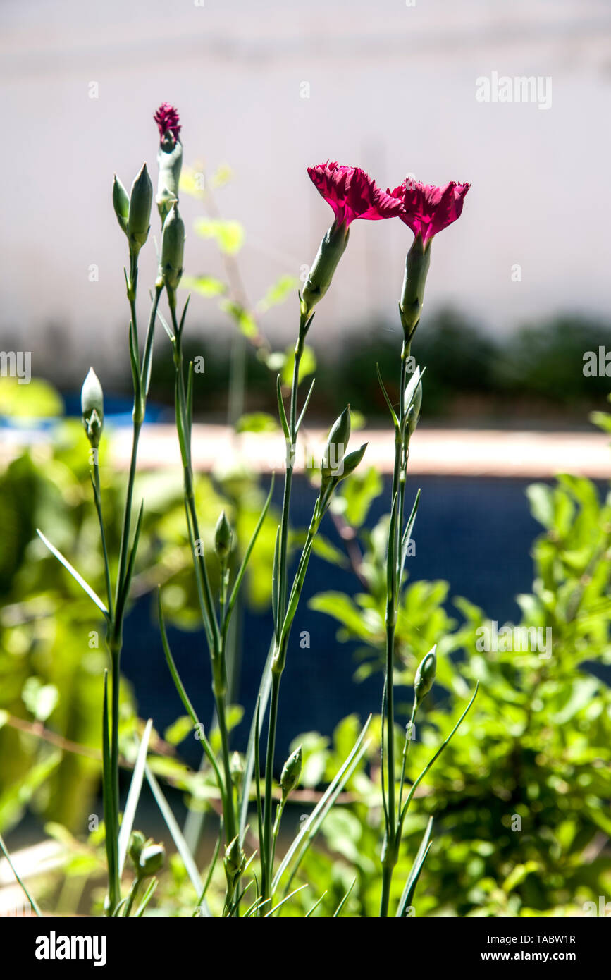 Two color carnations hi-res stock photography and images - Alamy