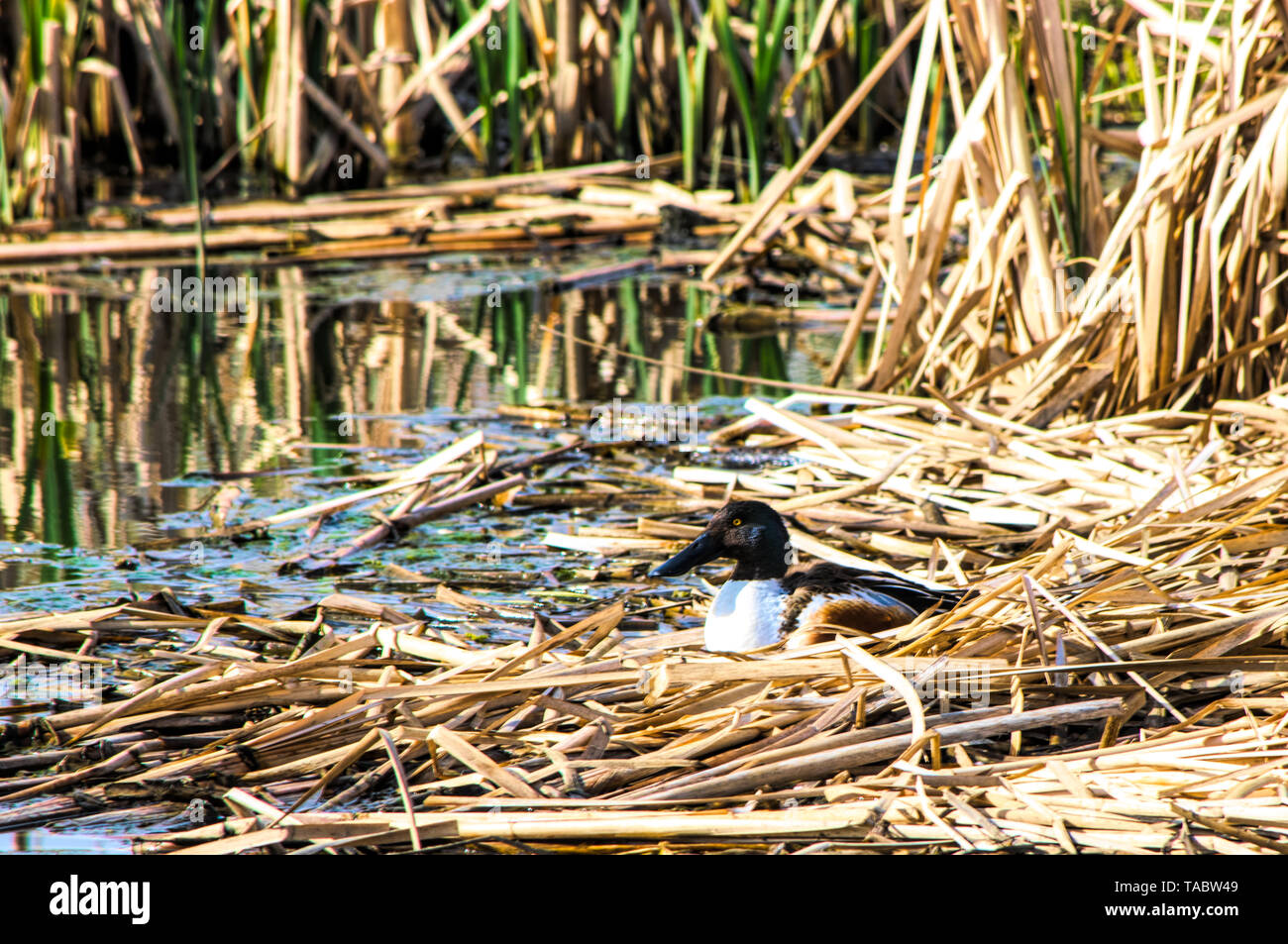 Ducks mating hi-res stock photography and images - Alamy