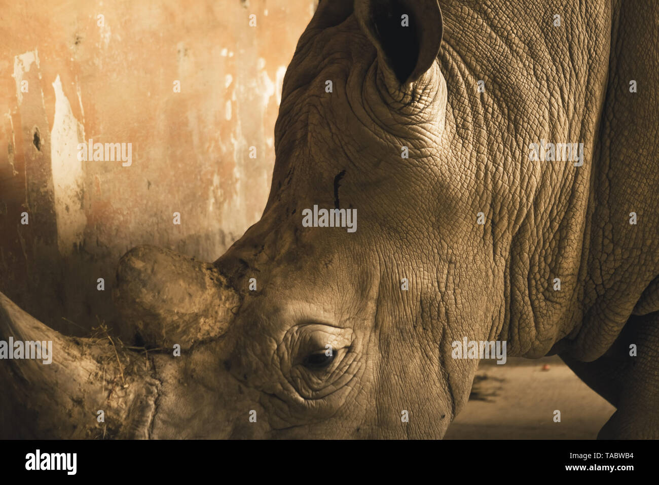 Stressed in captivity hi-res stock photography and images - Alamy