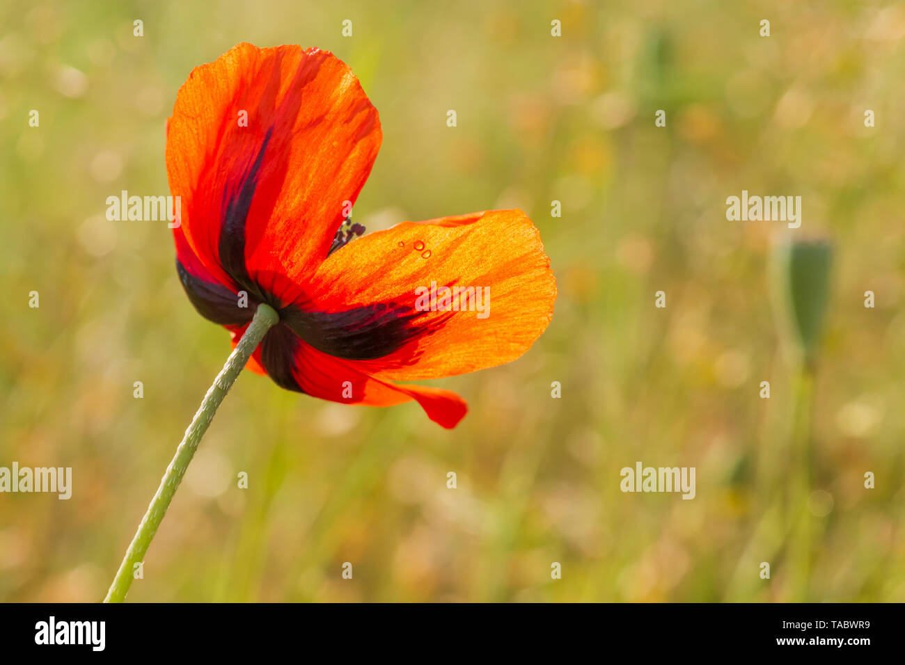 Single red poppy flower on a meadow hi-res stock photography and images ...