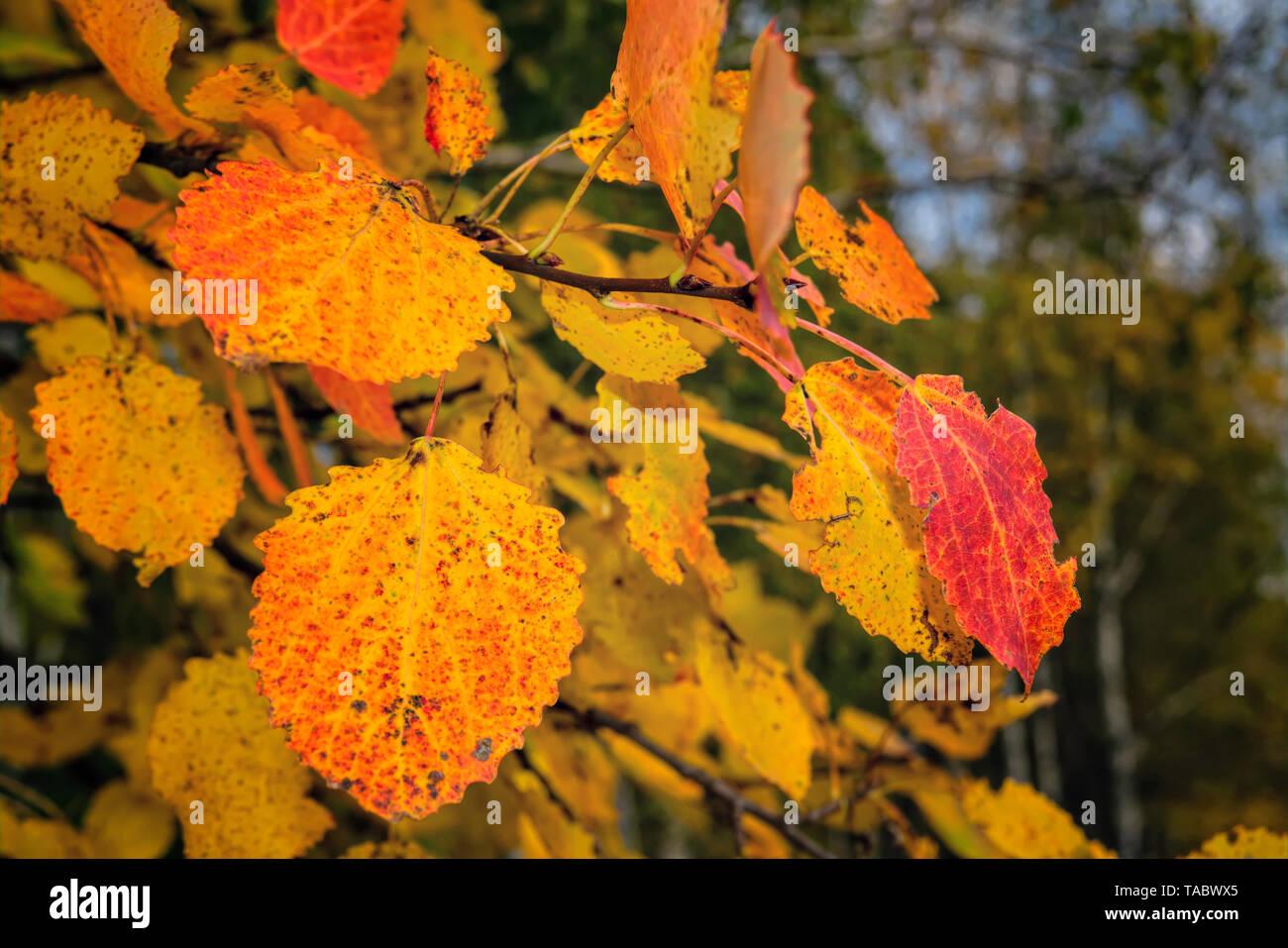 Falling autumn birch leaves against blur forest background Stock Photo - Alamy