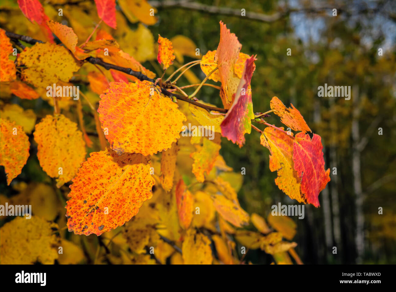 Falling autumn birch leaves against blur forest background Stock Photo ...