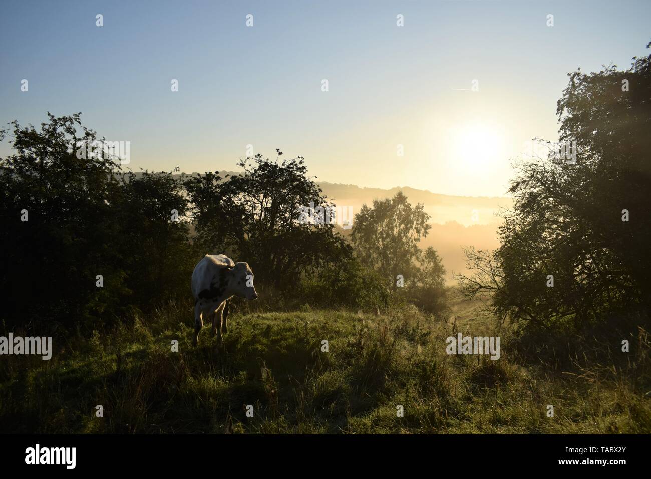 Cow on a hill hi-res stock photography and images - Alamy